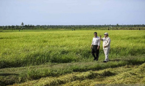 Pentingnya Sistem Agribisnis untuk Efektivitas Food Estate di Indonesia ...