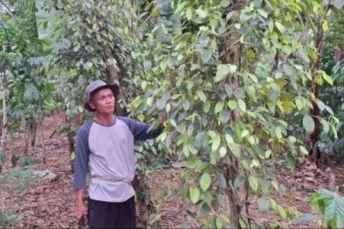 Ketika Petani Lada Hitam Lampung Bisa Tersenyum Ceria | NNC Netralnews