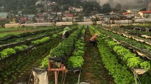 Mengenal Sistem Polikultur: Menanam Beragam Tanaman dalam Satu Kebun ...