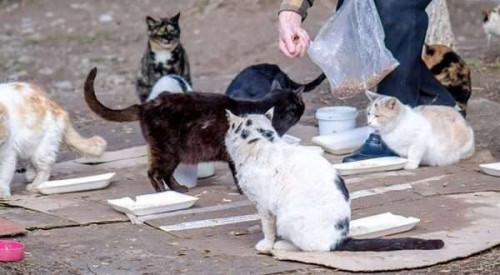 5 Alasan Psikologis Kucing Eks Preman Jalanan Lebih Pengertian ...