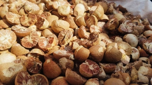 Thailand dan India Borong Buah Pinang dari Sumut, Banyak Dibutuhkan ...