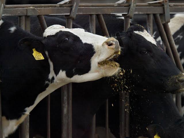 Temukan Kasus Penyakit Sapi Gila, Brazil Tunda Ekspor Daging ke China ...