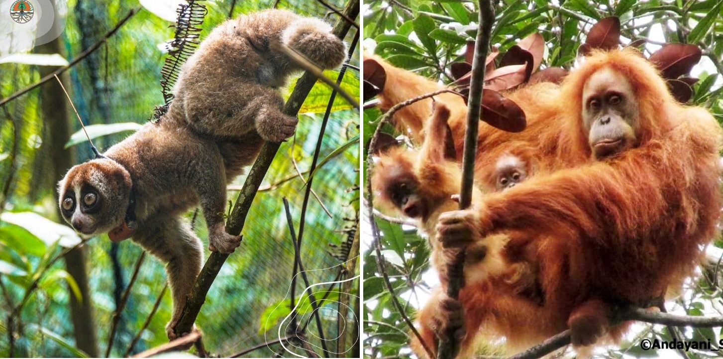 Kukang Jawa, Orangutan Sumatra dan Puluhan Jenis Primata di Indonesia ...