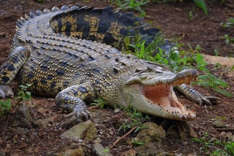 Fakta Tentang Buaya yang Harus Anda Ketahui | NNC Netralnews