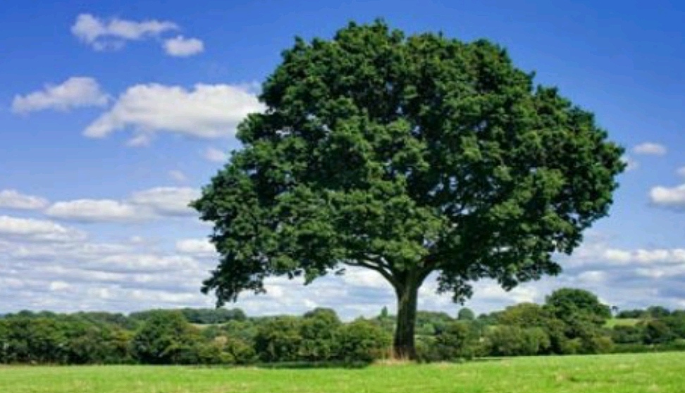 Inilah Beberapa Fakta Menarik Tentang Pohon yang Harus Kamu ketahui ...