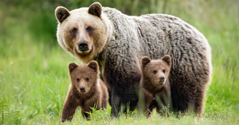 Inilah Beberapa Fakta Menarik Tentang Beruang yang Harus Kamu Ketahui ...
