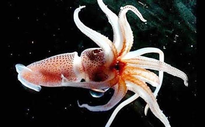 Inilah Beberapa Fakta Menarik Tentang Cumi-Cumi yang Harus Kamu Ketahui ...