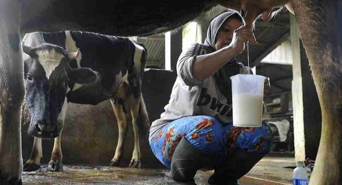 Ini Empat Manfaat Konsumsi Susu Sapi bagi Kesehatan Tubuh | NNC Netralnews