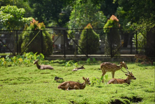 Taman Rusa USU: Oase Hijau di Tengah Kampus Universitas Sumatera Utara ...
