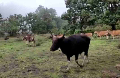 Kisah Sapi Bisa "Membaca" di Kaki Gunung Rinjani | NNC Netralnews