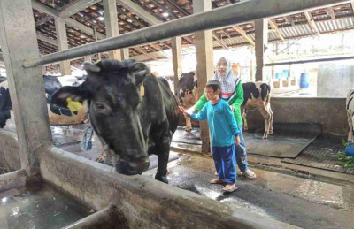 Cibugary: Satu-satunya Peternakan di Jakarta yang Menawarkan Wisata ...