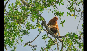 Wisata Alam Bekantan Eksotis di Pulau Besing Kabupaten Berau | NNC ...