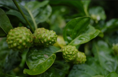 Manfaat Daun Pace dalam Kehidupan Sehari-hari | NNC Netralnews