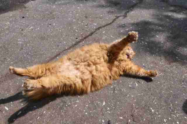 Benarkah Kucing yang Dikebiri Jadi Gemuk? Ini Penjelasan Pakar | NNC ... Benarkah Kucing yang Dikebiri Jadi Gemuk? Ini Penjelasan Pakar | NNC ...