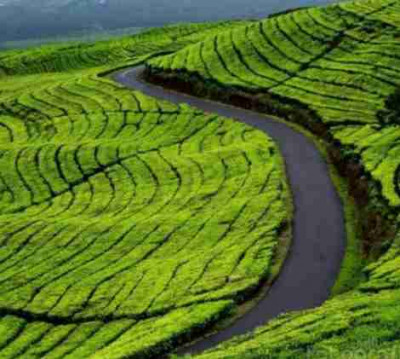 Gaes, kuylah Wisata ke Kebun Teh di Puncak Bogor dengan View Keren ...