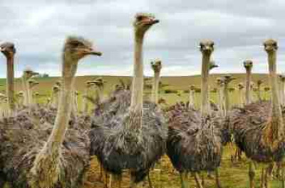 The Great Emu War: Sejarah Peperangan Manusia dengan Burung Emu | NNC ...