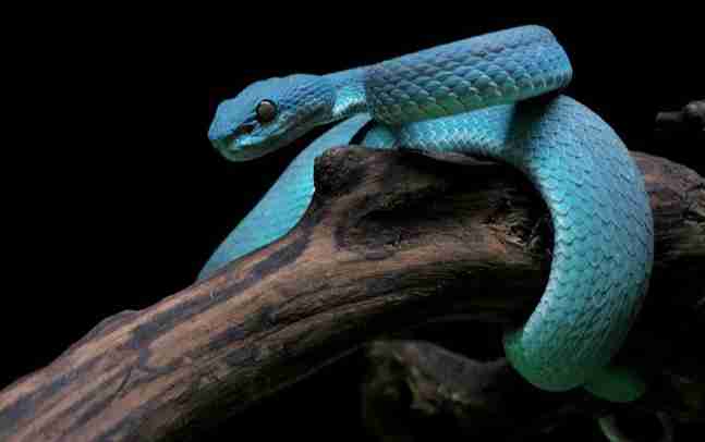 Harta Karun, Indonesia Bisa Buat Obat dan Energi Terbarukan dari Bisa ...