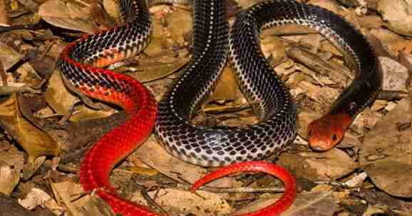 International Snakebite Awareness Day, Ahli: Indonesia Perlu Undang ...