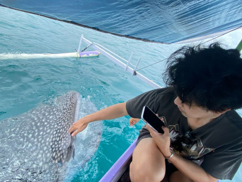 Serunya Bercengkerama dengan Hiu Paus Sherly dan Bima di Botubarani ...